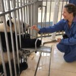 Private Day Tour: Panda Keeper Program From Chengdu - An In-Depth Look at the Panda Keeper Experience