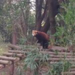 Private Day Tour to Chengdu Panda Base by Round-way Flight from Beijing - Who Is This Tour Best Suited For?