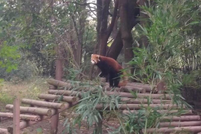 Private Day Tour to Chengdu Panda Base by Round-way Flight from Beijing - Who Is This Tour Best Suited For?