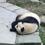 Private Day Tour to Dujiangyan Panda Base & Dam from Chengdu - Overview of the Experience