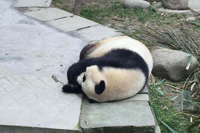 Private Day Tour to Dujiangyan Panda Base & Dam from Chengdu - Overview of the Experience