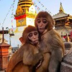 Private Day Tour to Kathmandu Durbar Square & Swayambhu Stupa #visitnepal2020 - Practical Aspects