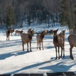 Private day tour to wildlife Parc Omega and Montebello lodge from Montreal - Breakdown of the Full Itinerary