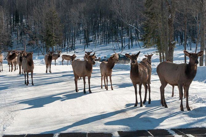 Private day tour to wildlife Parc Omega and Montebello lodge from Montreal - Breakdown of the Full Itinerary