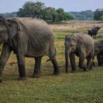 Private Day Tour: Yala National Park Safari Tour from Galle & Weligama - A Detailed Breakdown of the Itinerary