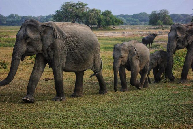 Private Day Tour: Yala National Park Safari Tour from Galle & Weligama - A Detailed Breakdown of the Itinerary