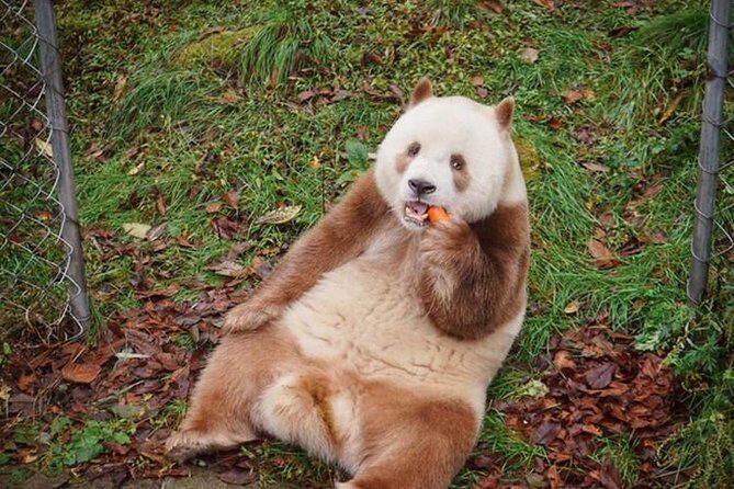 Private Day Tour:Xi'an PandaQI ZAI and Terracotta Warriors Museum - Tasting Xian: Local Cuisine During Your Day