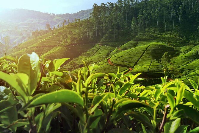 Private Day Trip: Horton Plains and Pedro Tea Factory from Nuwara Eliya - What Makes This Tour Stand Out
