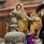 Private Day Trip to Abhaneri Stepwell & Monkey Temple from Jaipur - Authentic Reviews and What They Highlight