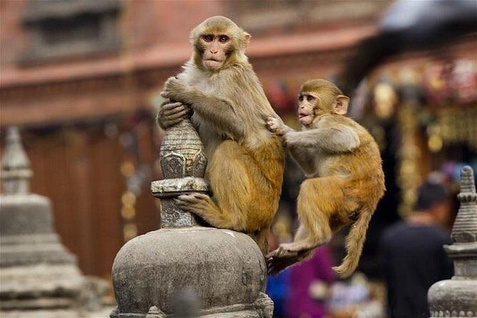 Private Day Trip to Abhaneri Stepwell & Monkey Temple from Jaipur - Authentic Reviews and What They Highlight