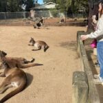 Private Day Trip to Featherdale, Scenic World and Three Sisters - The Practicalities and Value