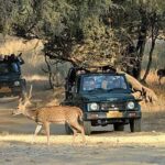 Private Day Trip To Ranthambore National Park from Jaipur - What’s Included & What to Keep in Mind
