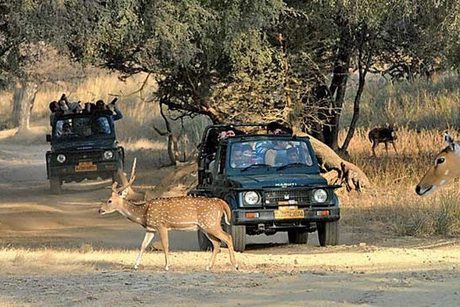 Private Day Trip To Ranthambore National Park from Jaipur - What’s Included & What to Keep in Mind