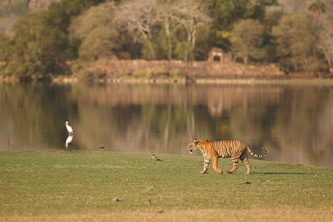 Private Day Trip to Ranthambore Tiger Reserve from Jaipur - Practicalities and Value