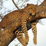 Private Day Trip to Yala National Park from Colombo - Cost and Value