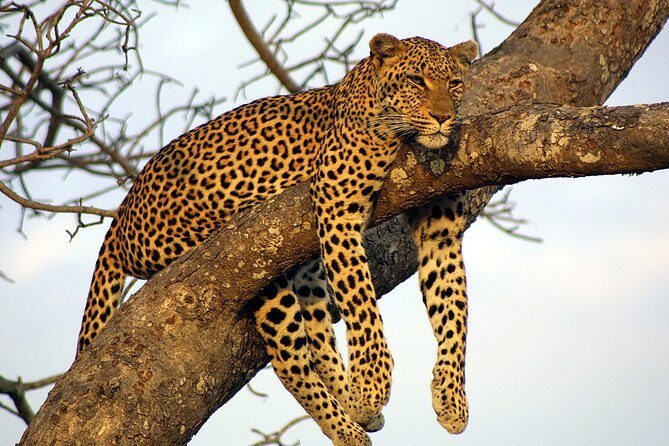 Private Day Trip to Yala National Park from Colombo - Cost and Value