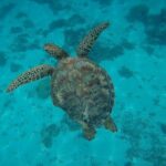 Private Discovery of the Marine Fauna of Moorea - Practical Considerations