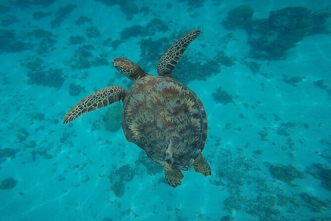 Private Discovery of the Marine Fauna of Moorea - Practical Considerations