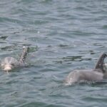 Private Dolphin Cruise - Frequently Asked Questions