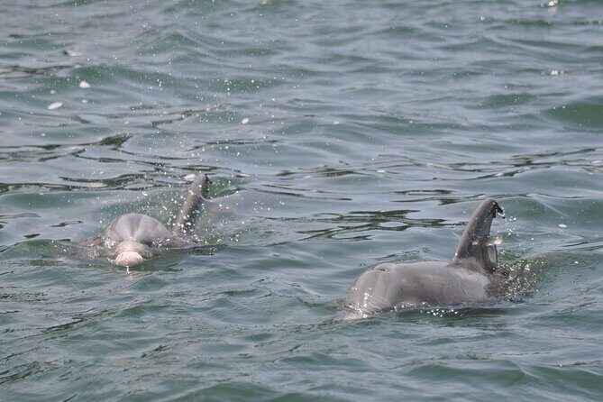 Private Dolphin Cruise - Frequently Asked Questions