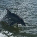 Private Dolphin Sightseeing Excursion - Why This Tour Offers Great Value