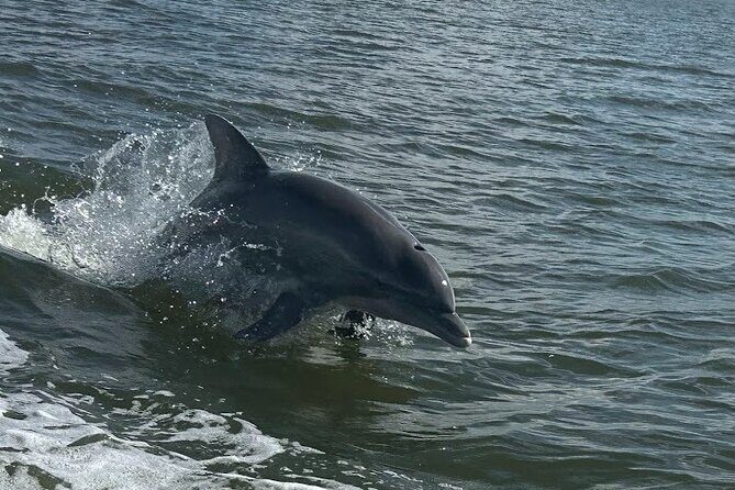 Private Dolphin Sightseeing Excursion - Why This Tour Offers Great Value