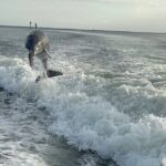 Private Dolphin Watching Beach Day Getaway - Dolphin Watching near Cape Coral