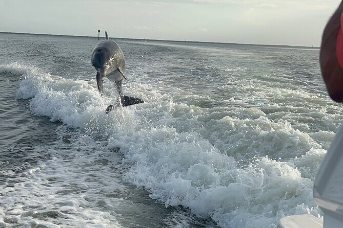 Private Dolphin Watching Beach Day Getaway - Dolphin Watching near Cape Coral