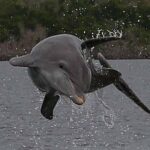 Private Everglades 10,000 Islands Photo and Birding Boat Safari - Why It Pays to Choose This Tour