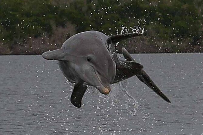Private Everglades 10,000 Islands Photo and Birding Boat Safari - Why It Pays to Choose This Tour
