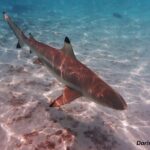 Private excursion Half day Moorea Discovery of the lagoon - What makes the experience stand out