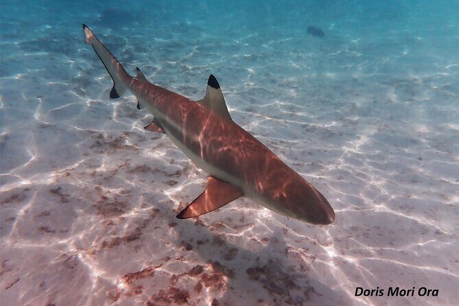Private excursion Half day Moorea Discovery of the lagoon - What makes the experience stand out