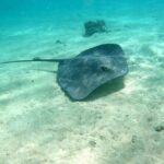 Private Excursion with E-Board in Moorea with snorkeling - The Emotional and Educational Benefits