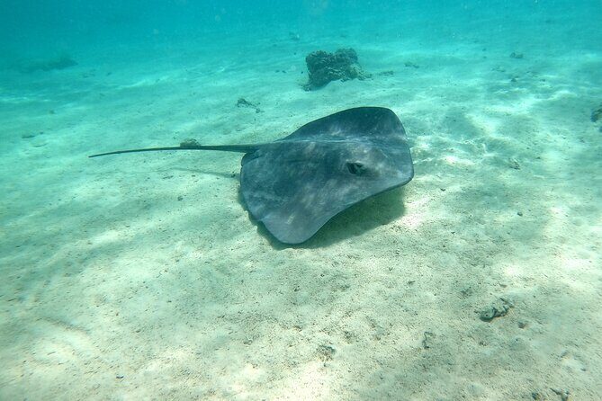 Private Excursion with E-Board in Moorea with snorkeling - The Emotional and Educational Benefits