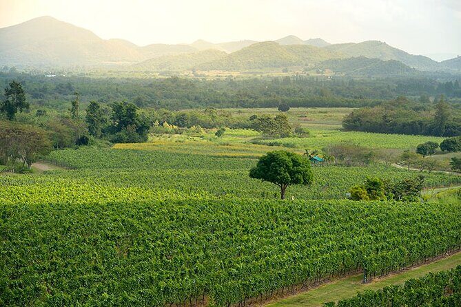Private Experience of Wine Tasting Hua Hin in Monsoon Valley - Who Will Love This Tour?