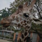 Private Family Day Tour in Guangzhou to Grandview Aquarium and Guangzhou Zoo - The Value of Everything Included