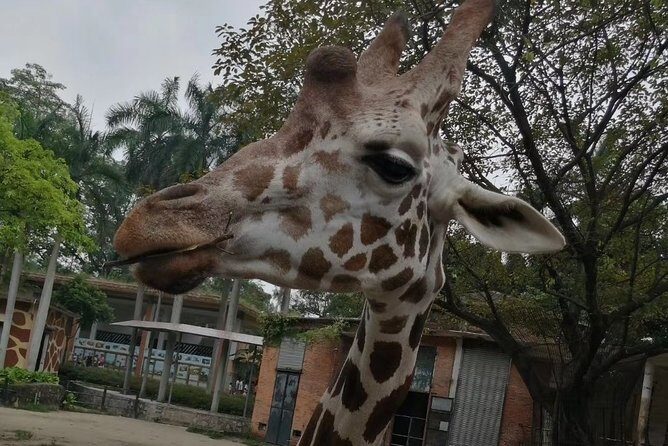 Private Family Day Tour in Guangzhou to Grandview Aquarium and Guangzhou Zoo - The Value of Everything Included