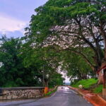 Private Fireflies Tour with Blue Tears and Seafood Dinner - A Step-by-Step Look at the Itinerary