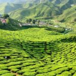Private Full-Day Cameron Highlands Nature Tour from Kuala Lumpur - Who Will Love This Tour?