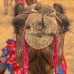 Private Full Day Jaisalmer City Tour (All-Inclusive) - Analyzing the Experiences Value