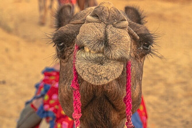 Private Full Day Jaisalmer City Tour (All-Inclusive) - Analyzing the Experiences Value