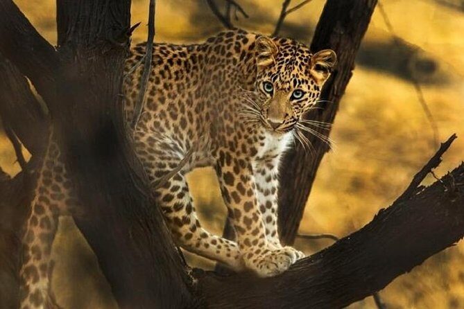 Private Full Day Outdoor Activities in Jaipur with Tickets - Who Will Love This Tour?