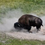 Private Full Day Tour of Yellowstone's Natural Wonders - Price Analysis and What You’re Getting