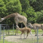 Private Full Day Tour to Harbin Beifang Forest Zoo and Optional Seafood Dinner - Breaking Down the Experience