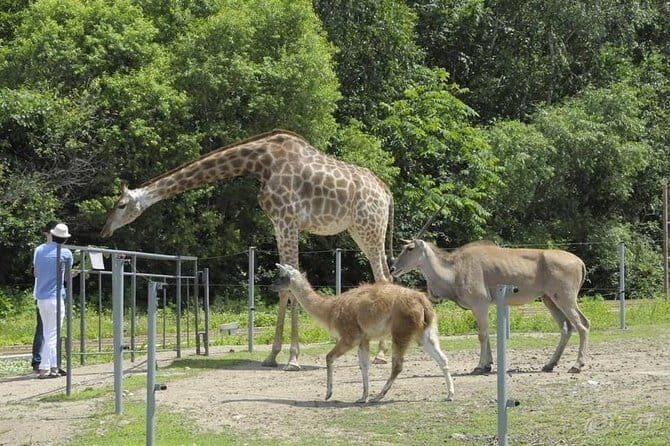 Private Full Day Tour to Harbin Beifang Forest Zoo and Optional Seafood Dinner - Breaking Down the Experience