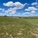 Private Full-Day Tour to Huitengxile Grassland from Hohhot - Authentic Experiences That Stand Out