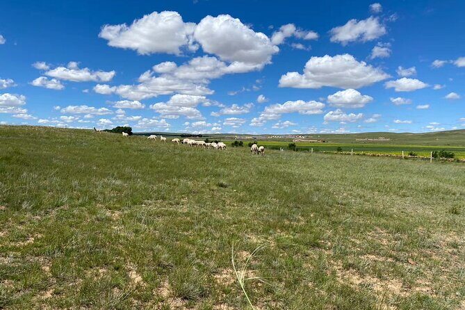 Private Full-Day Tour to Huitengxile Grassland from Hohhot - Authentic Experiences That Stand Out