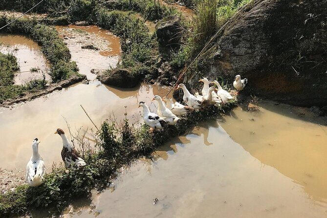 Private Full-Day Trekking Through Rice Terraced Fields from SAPA - Who Will Love This Tour?