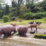 Private Full Day Trip to Taman Safari From Jakarta - The Value Proposition