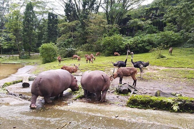Private Full Day Trip to Taman Safari From Jakarta - The Value Proposition